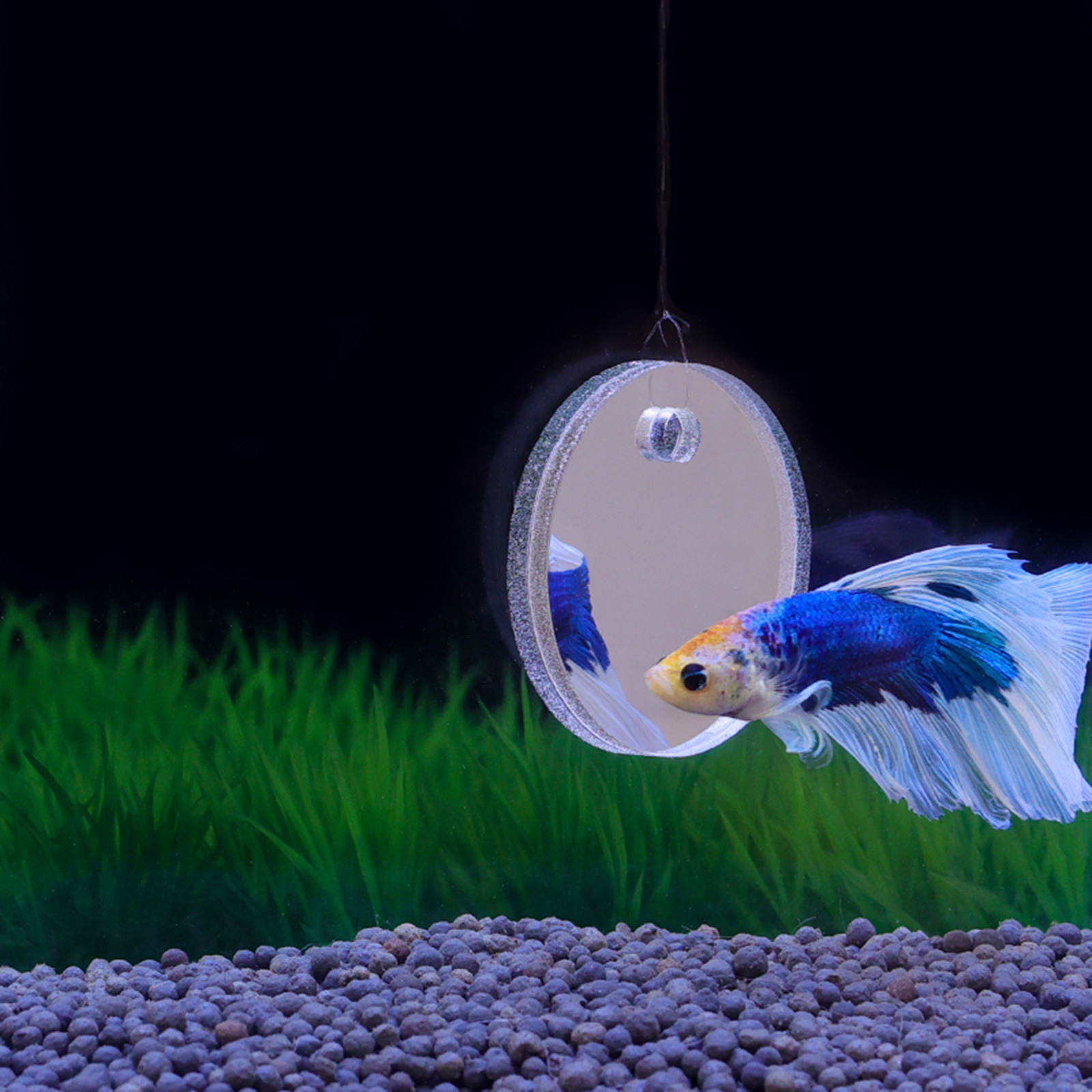 Betta Training Mirror Fish for Tank Fish Antidepressant Work Out 5/6 ...
