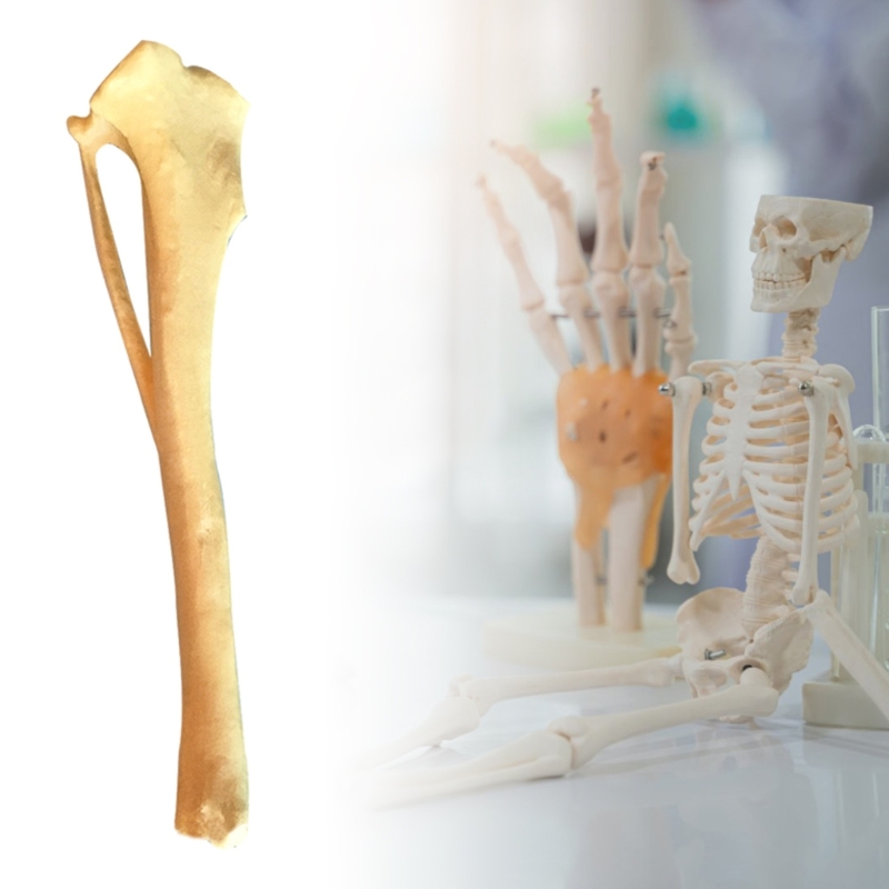 Dog Tibia Skeletal Model for Medical Report, Dog Anatomy Tibia Skull ...
